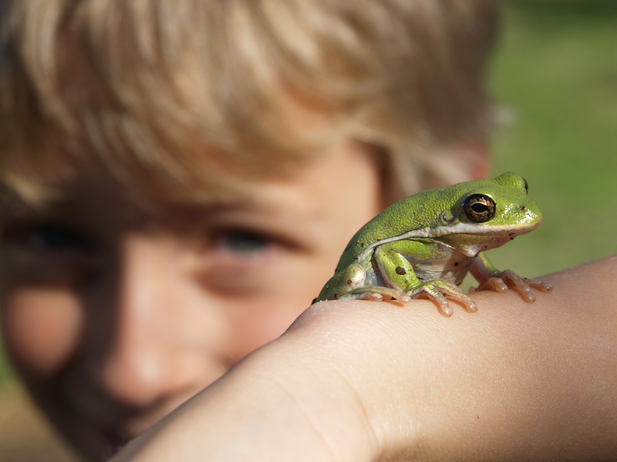 Oh, How I Missed the Frogs (Sound)! – DirtNKids Blog